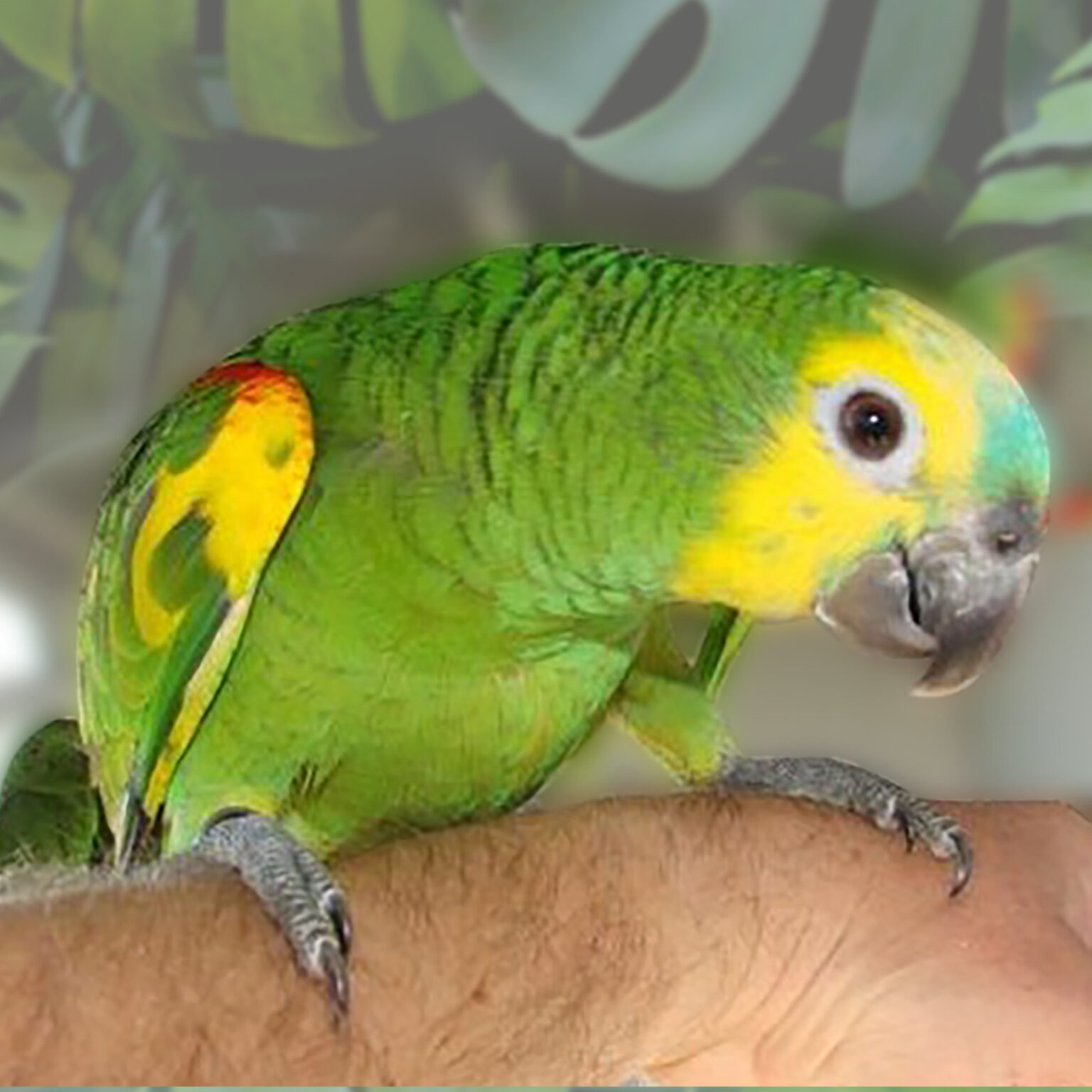 Perroquet A Adopter Gratuitement